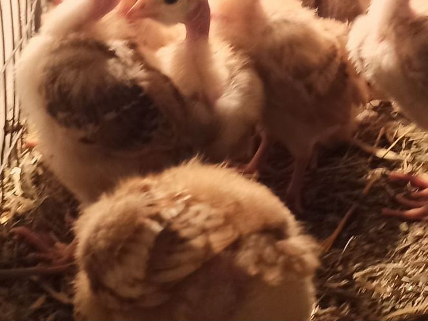 Цыплята