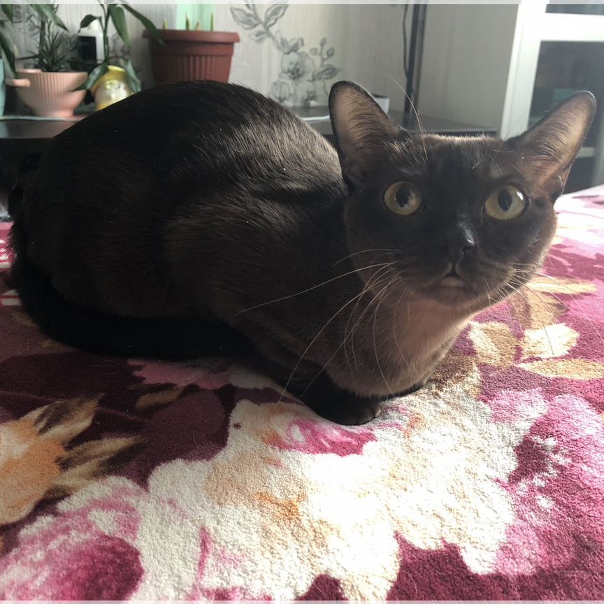 Бурманская кошка