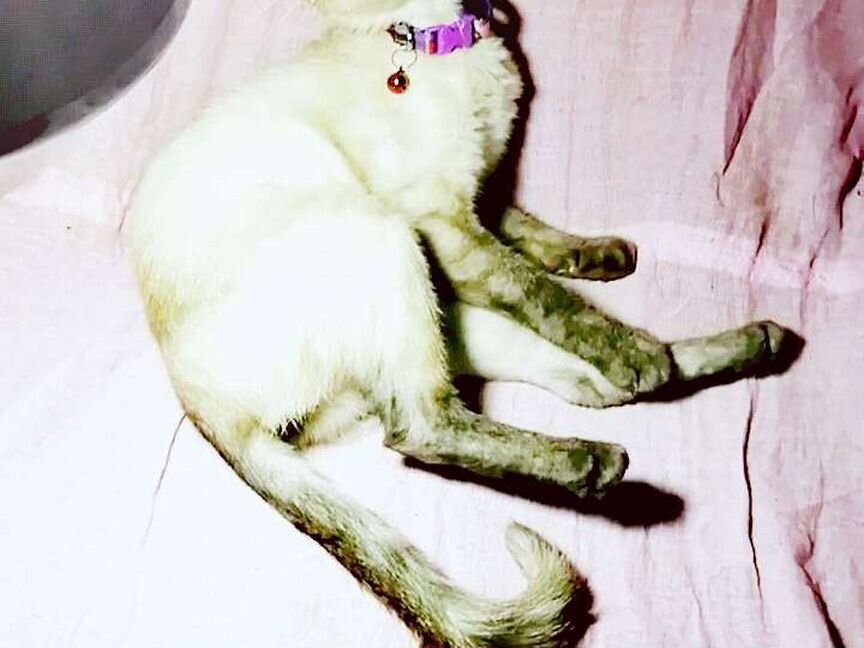 Сиамка в добрые руки