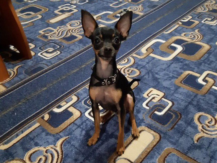 Той-терьер вязка