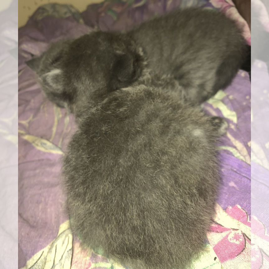 Котята в добрые руки