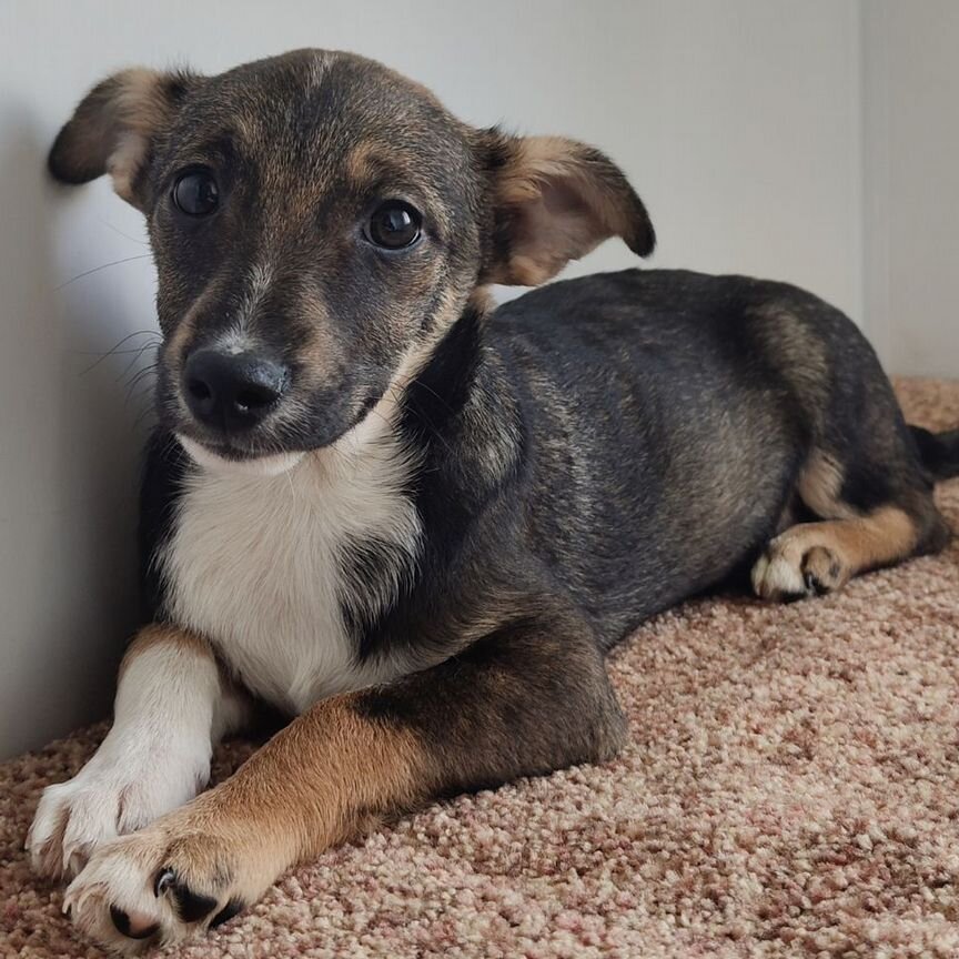 Щенок в добрые руки