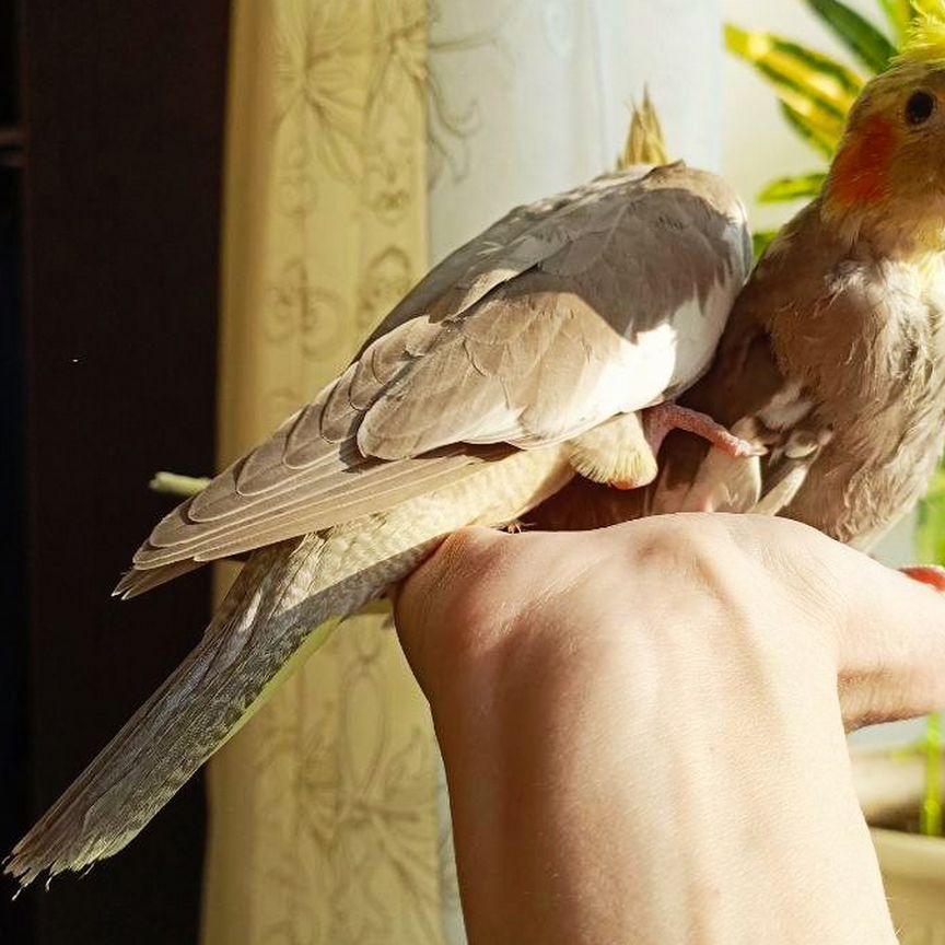 Птенцы корелла выкормыши