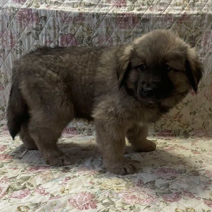 Банхар, щенок