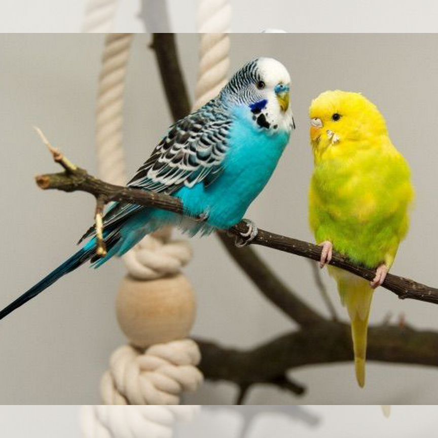 Попугаи волнистые семья