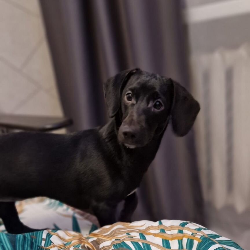 Щенок таксы