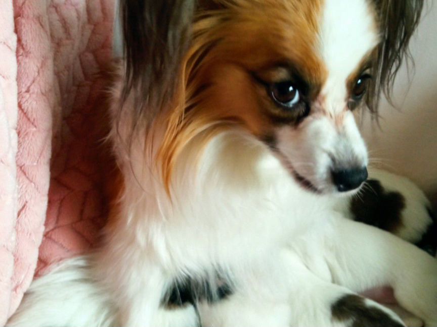 Щенки папийона