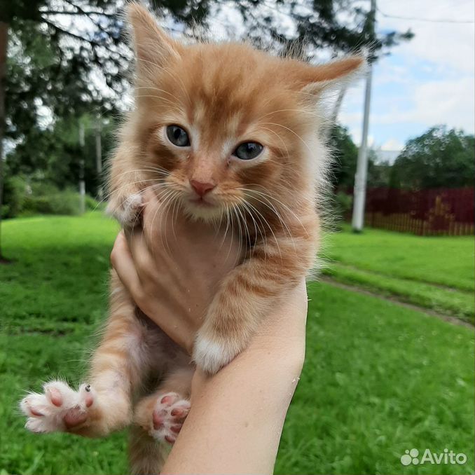 Красивый рыжий котёнок с необычным окрасом