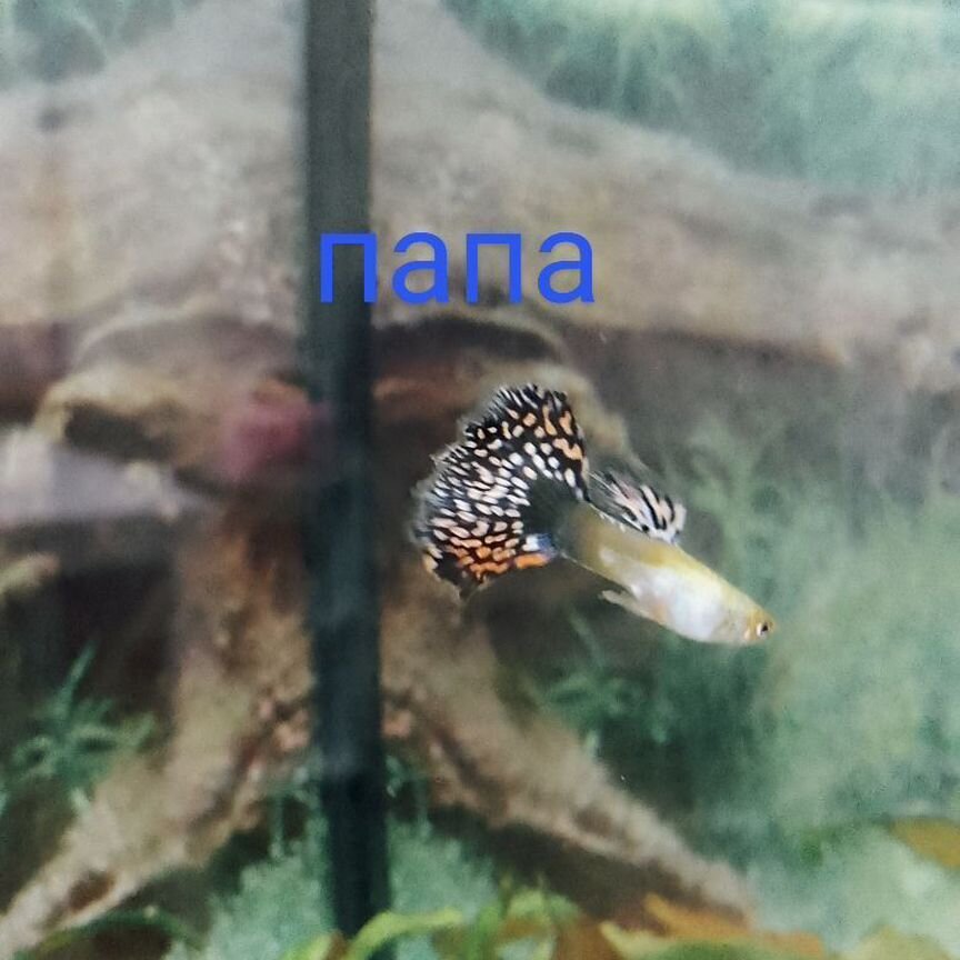 Аквариумные рыбки гуппи