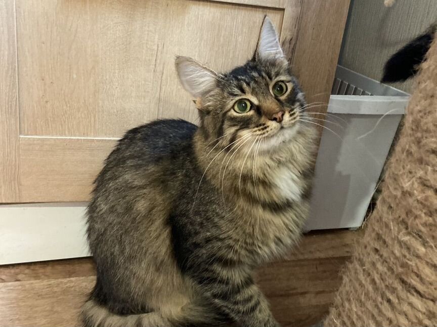 Роскошный котик Тимоша ищет дом