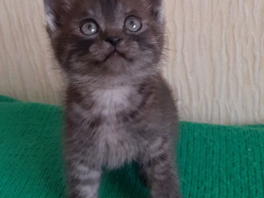 Котенок бесплатно