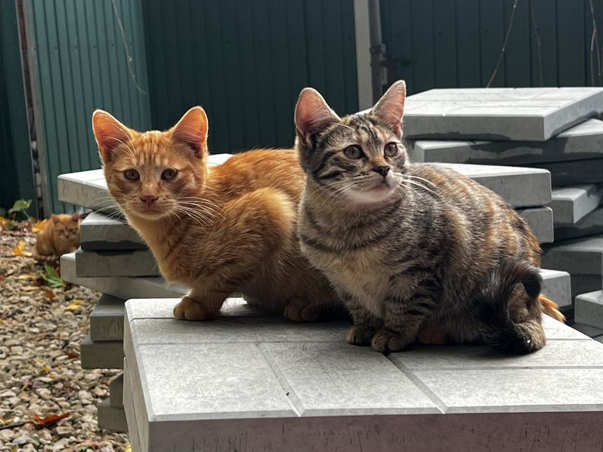 Котята в добрые руки бесплатно