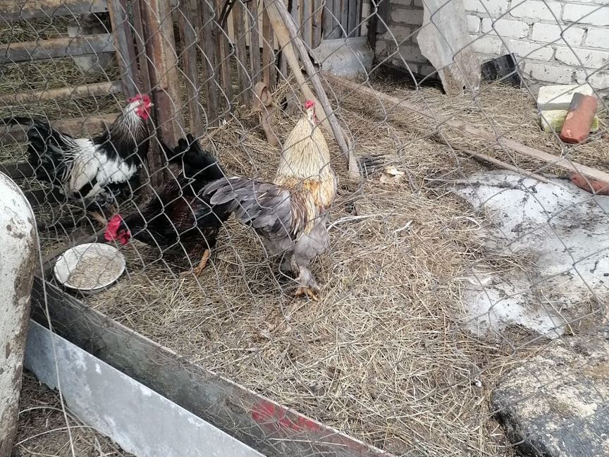 Молодые петухи