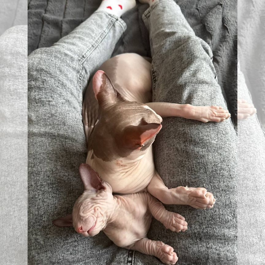 Донской сфинкс котята