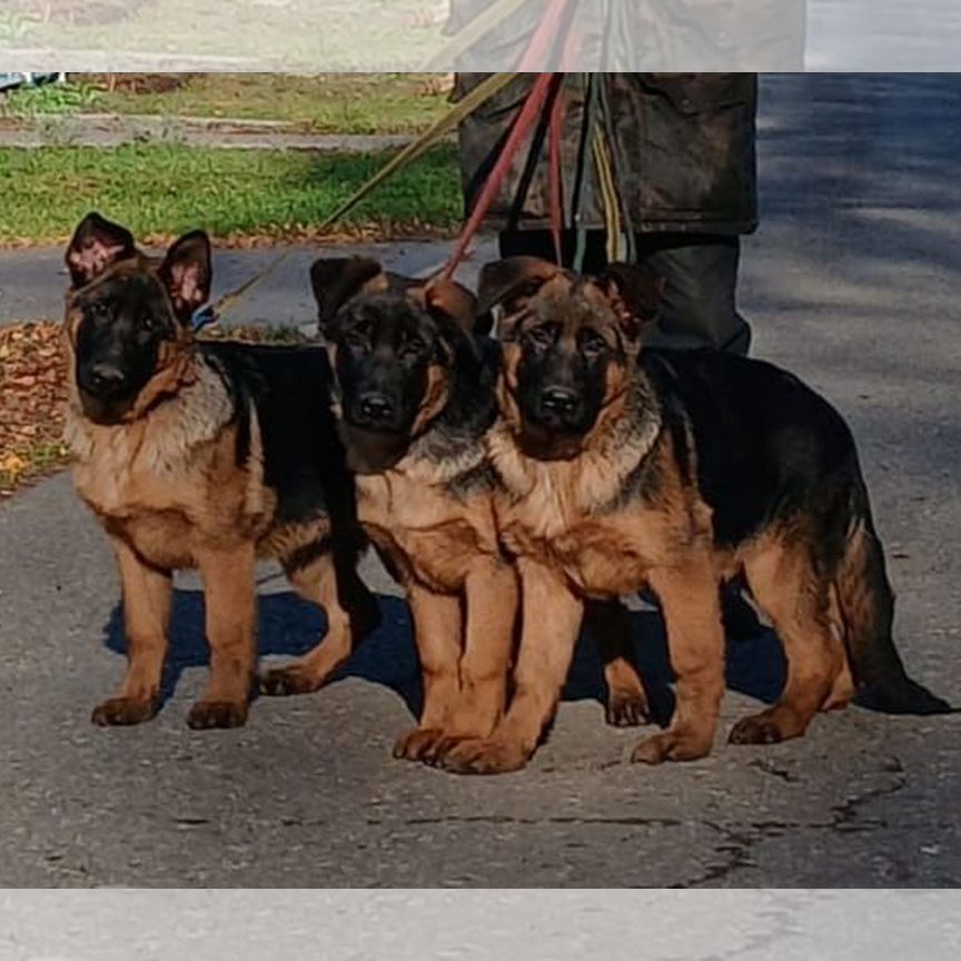 Немецкая овчарка, щенок