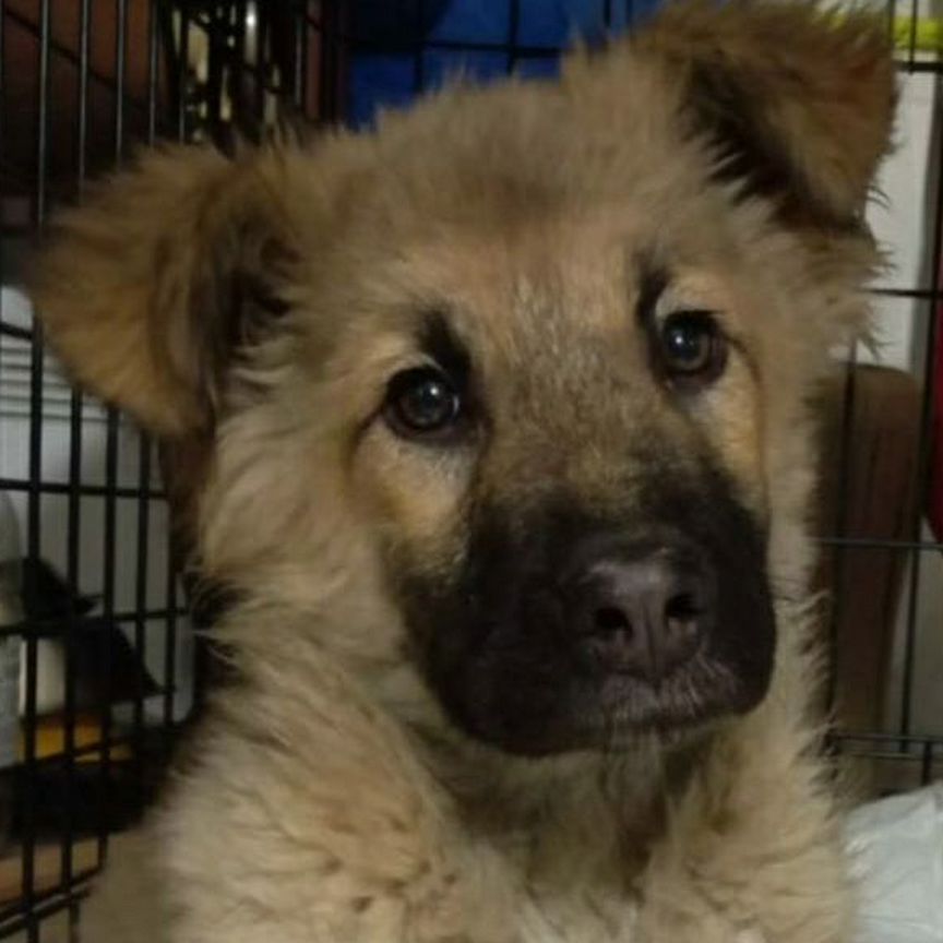 Щенок в добрые руки