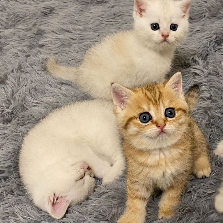 Шотландские котята шиншилла