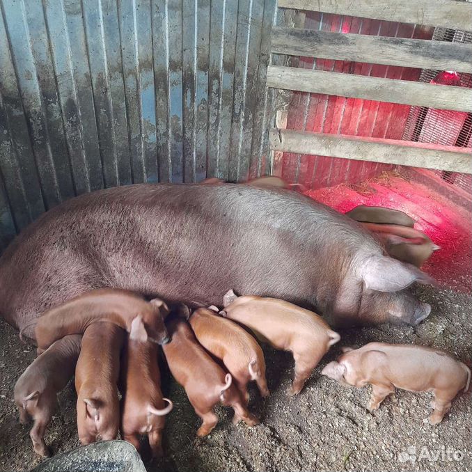 Продаются поросята Дюрок