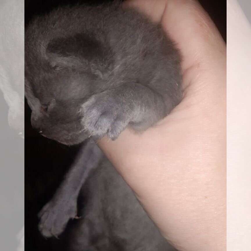 Котята британские