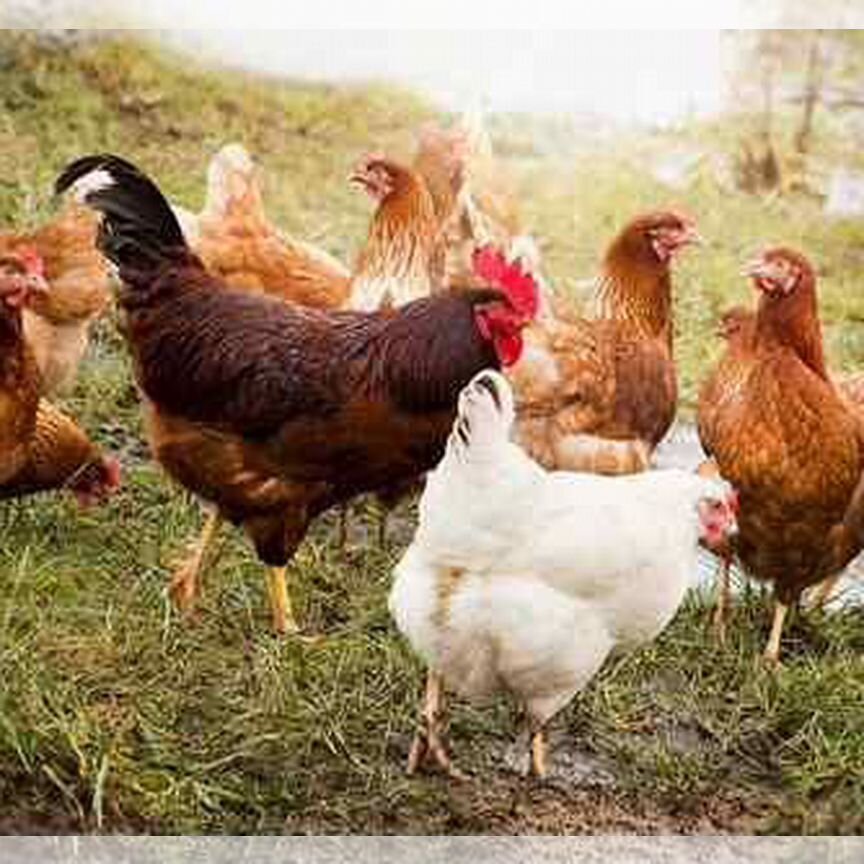 Куры несушки продам