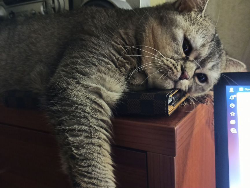 Британский кот 6 лет