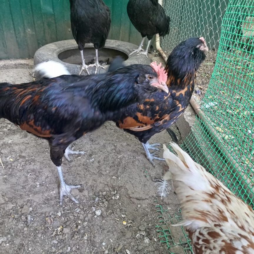 Тюрингская бородатая