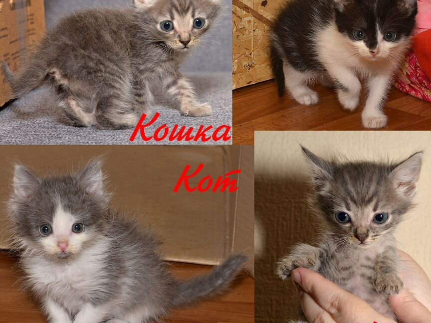 Котята ищут новый дом