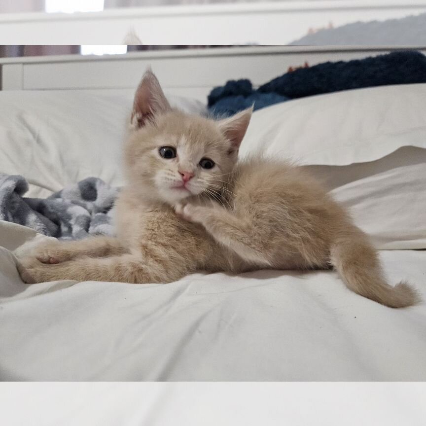 Котёнок в добрые руки