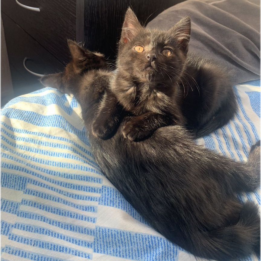 Котята мейн-кун девочки