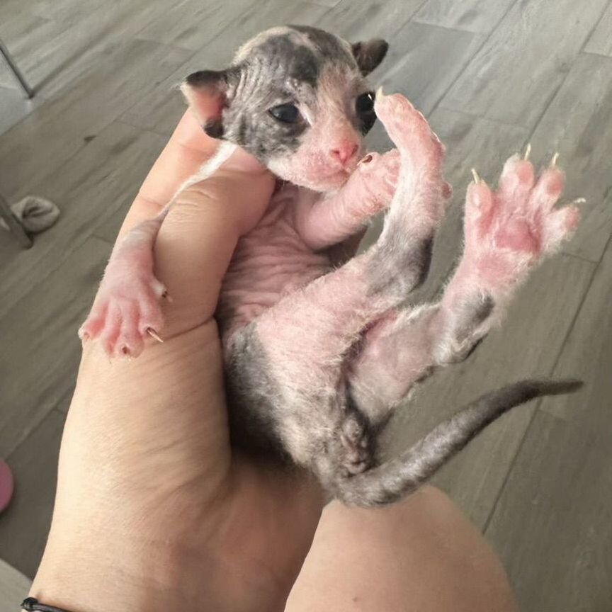 Котенок сфинкс