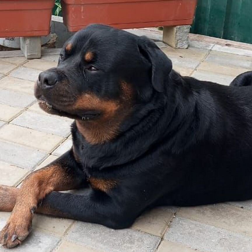 Ротвейлер, взрослый пёс