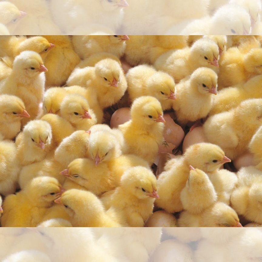 Цыплята суточные
