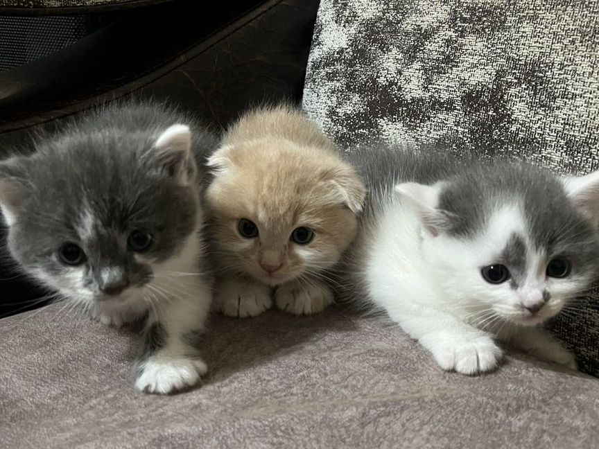 Котята от Шотландской