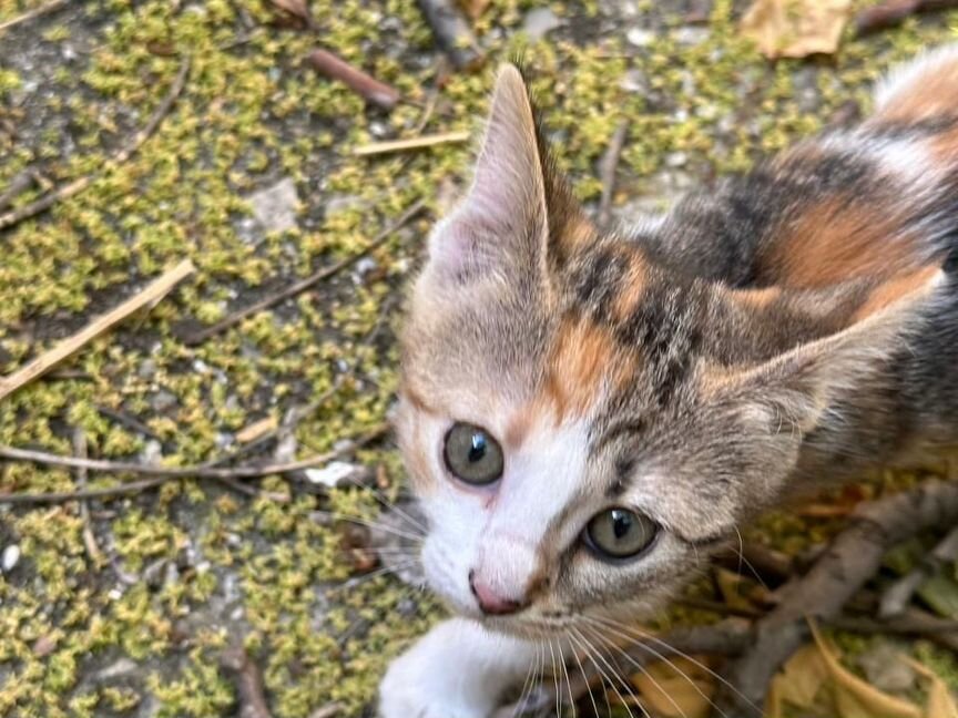 3х цветные девочки котята