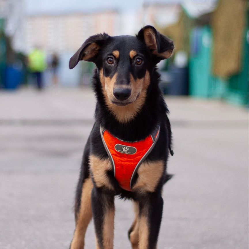 Собака в добрые руки из приюта