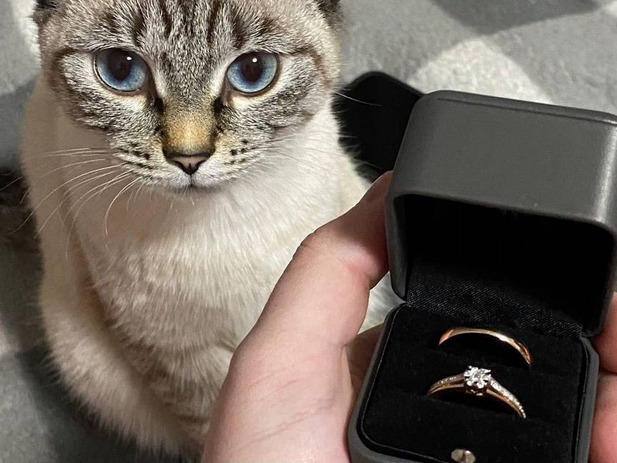 Кошка на вязку