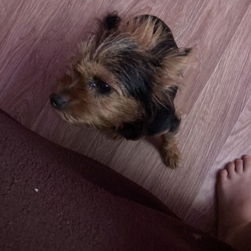 Йоркширский терьер