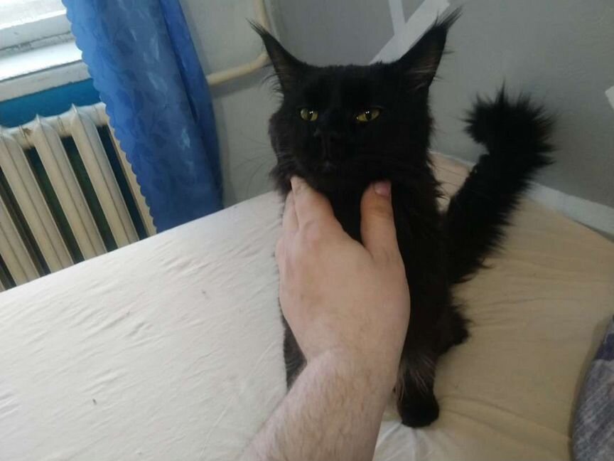 Мейкун бесплатно вязка