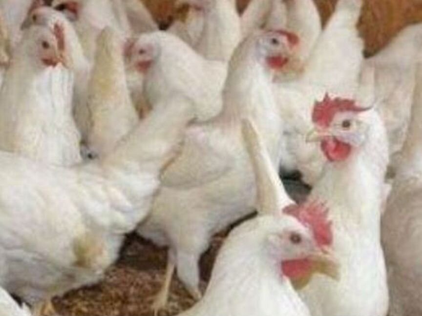 Куры несушки продам, торг уместен