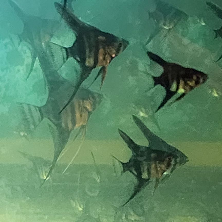 Скалярии Зебра