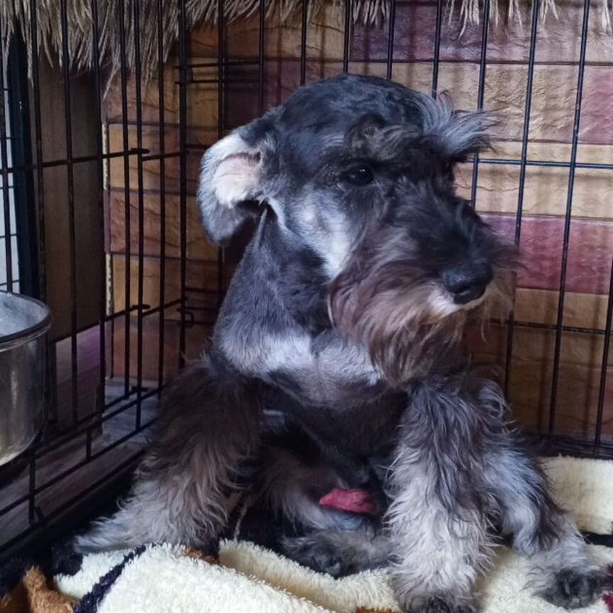 Цвергшнауцеры