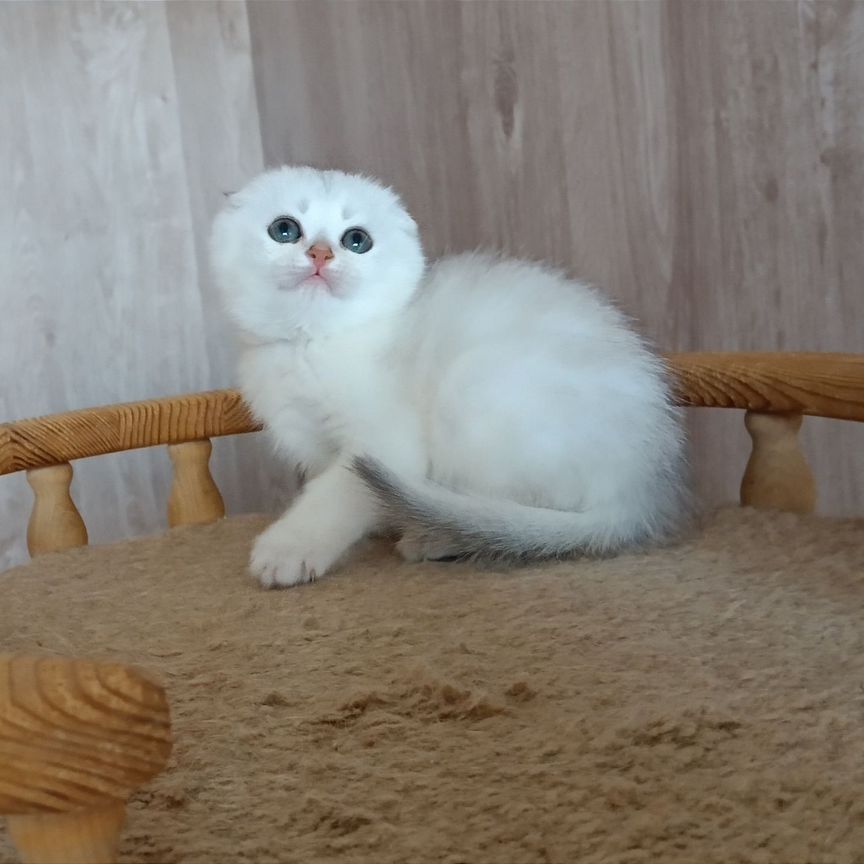 Котёнок серебристая шиншилла