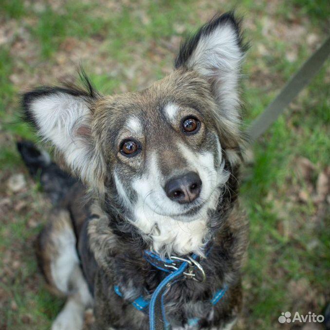 Красавица Матильда в добрые руки