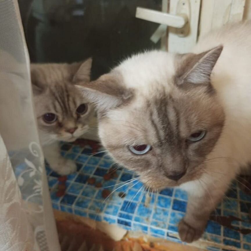 Кот и кошка