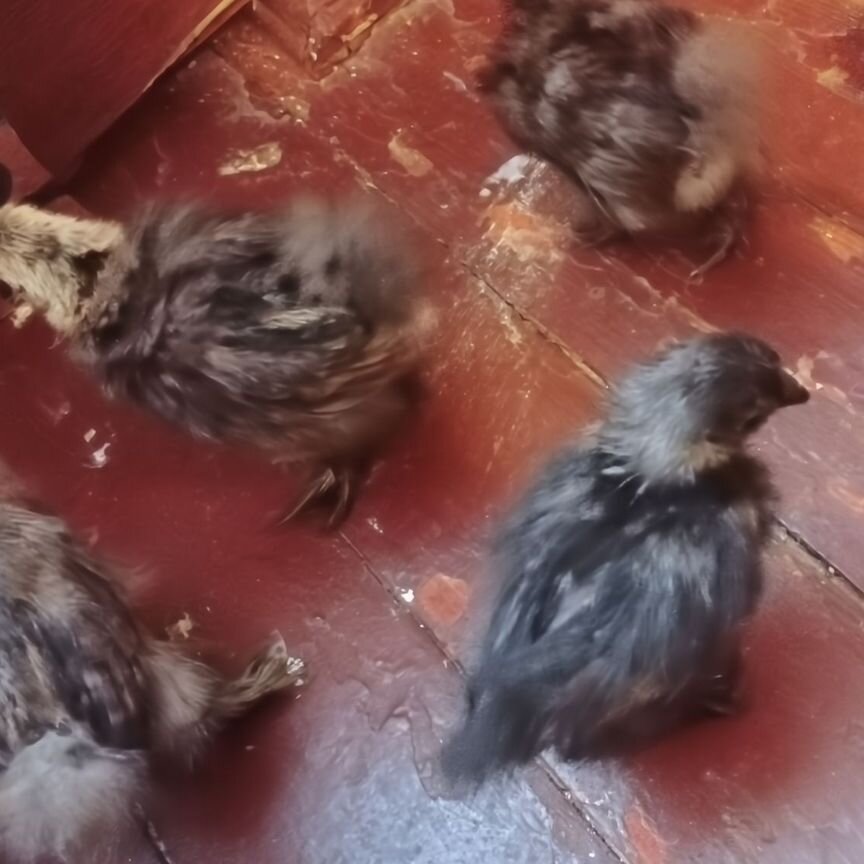 Цыплята китайские, шелковые