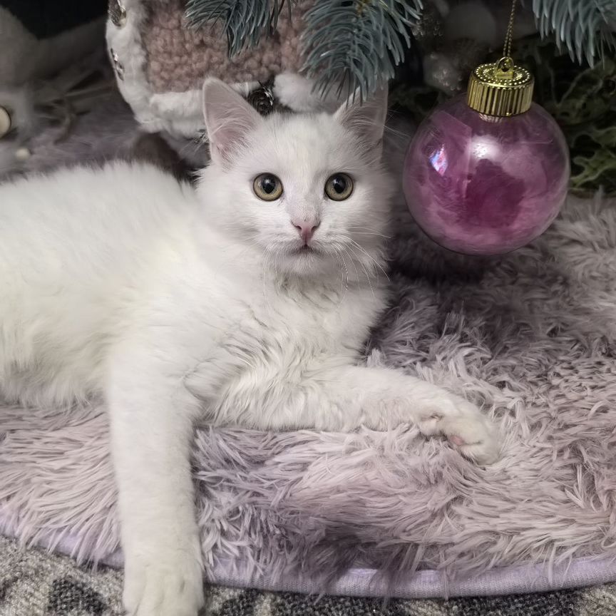 Котёнок турецкой ангоры