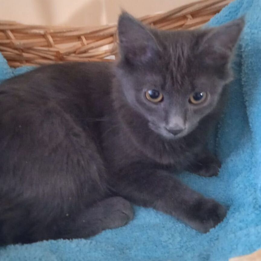 Котята разного окраса