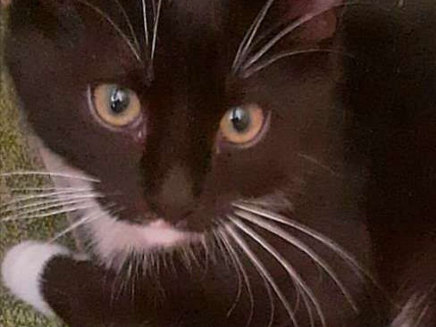 Котёнок, милый котик, ждет вас