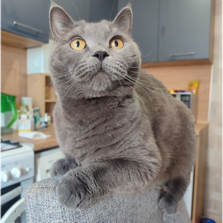 Британский короткошёрстный, взрослый кот