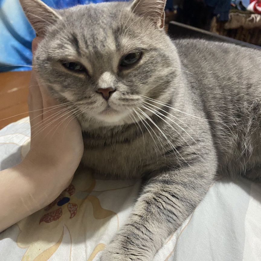 Кот